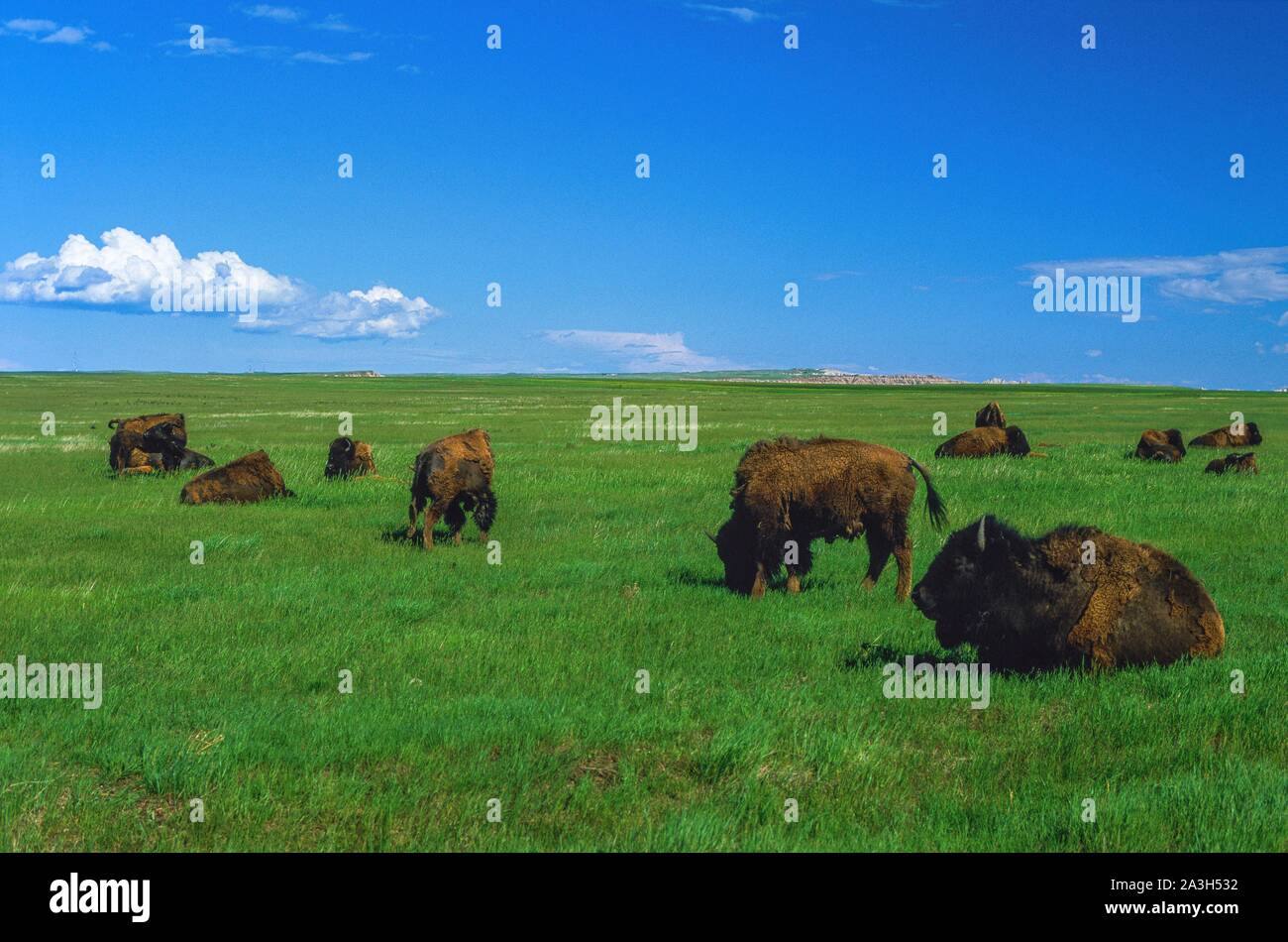 United States, South Dakota, Badlands National Park, Bison Herds in ...