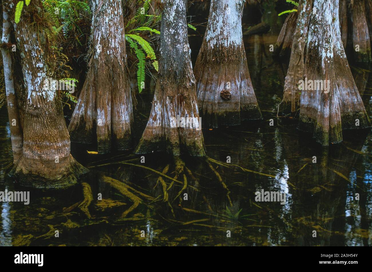 Cypres south hi-res stock photography and images - Alamy