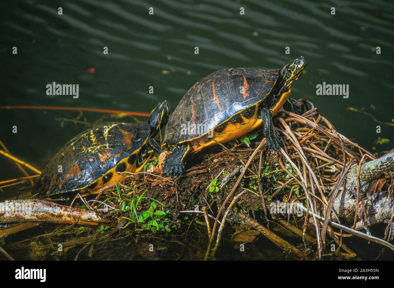 Florida Freshwater Turtles High Resolution Stock Photography and Images ...