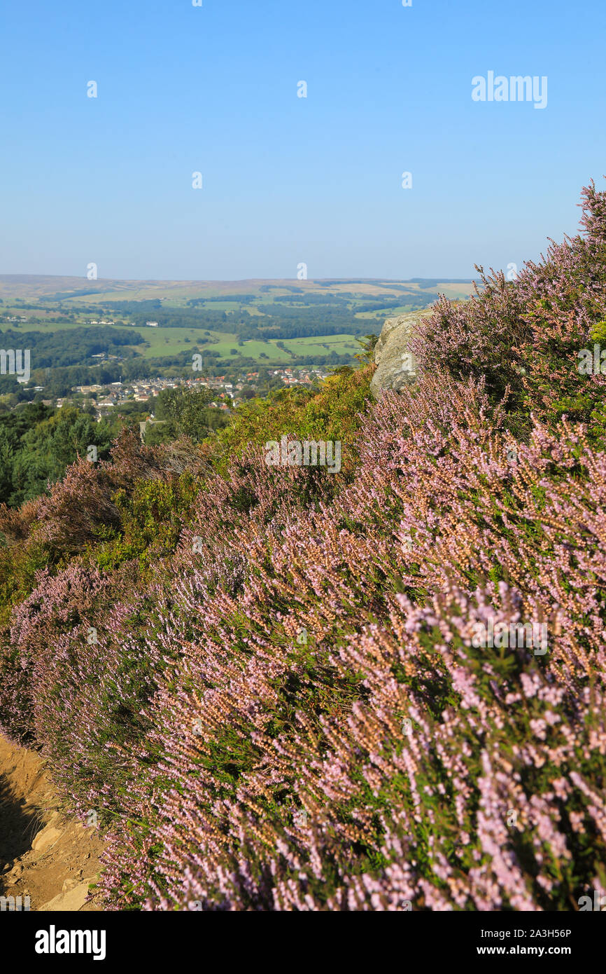 English heather moor hi-res stock photography and images - Alamy