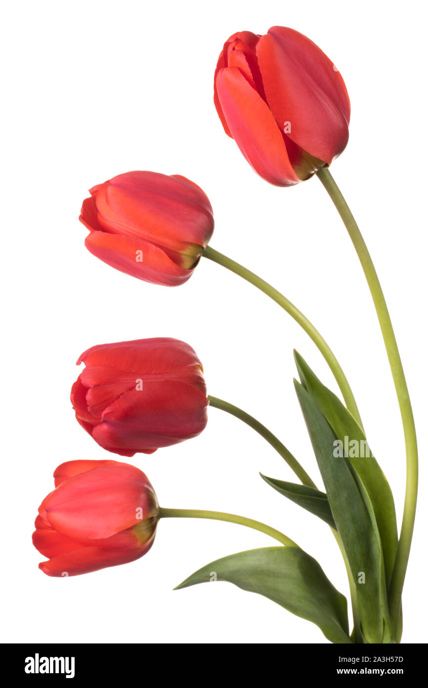 Four red tulips isolated on a white background Stock Photo - Alamy