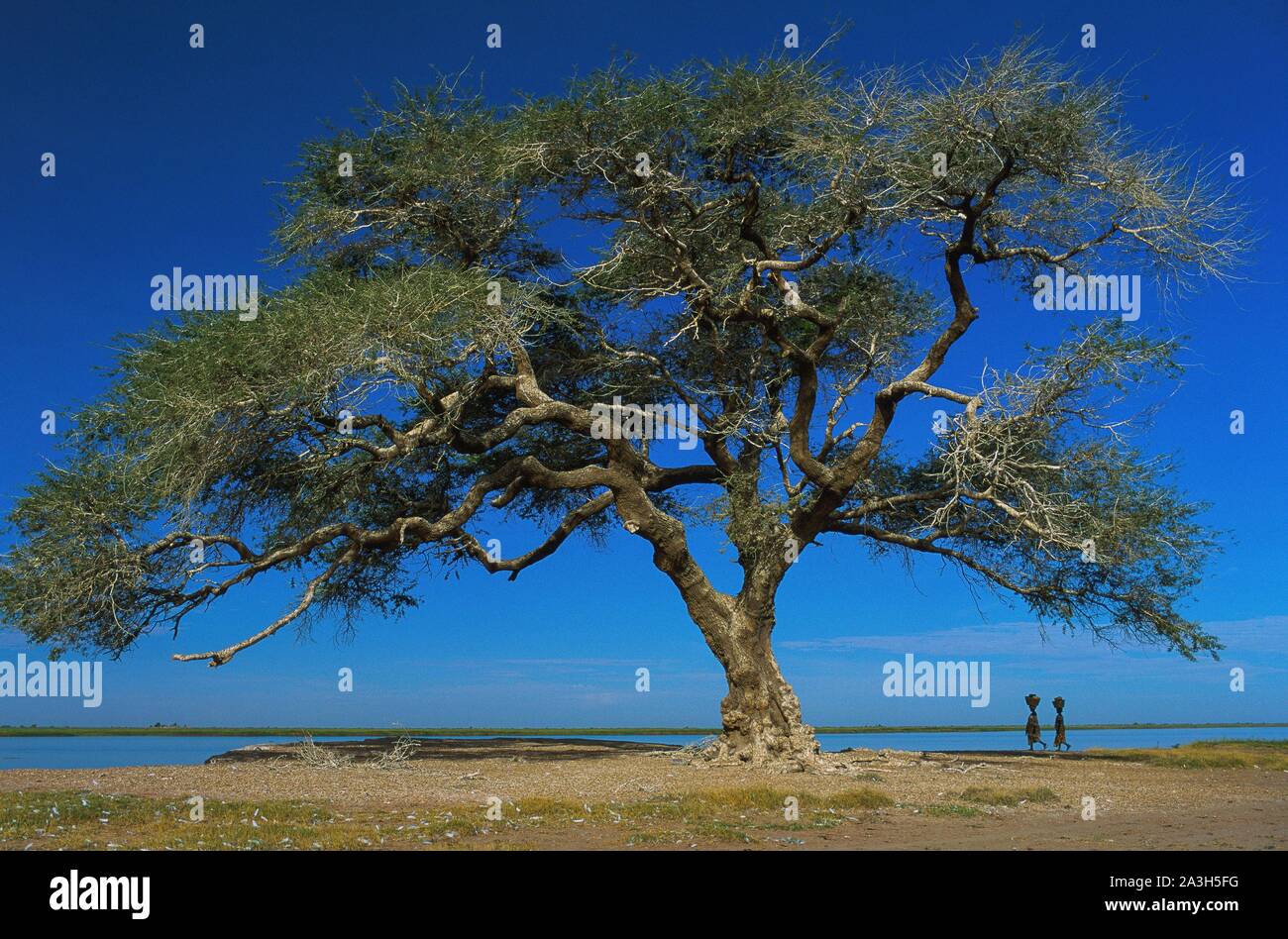 Gao tree niger hi-res stock photography and images - Alamy