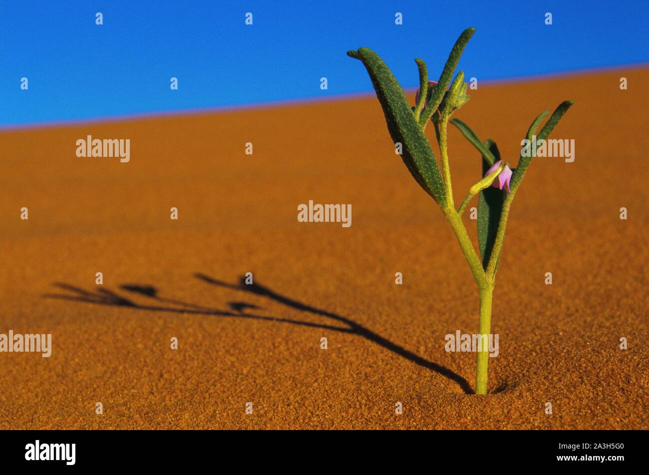 Gao tree niger hi-res stock photography and images - Alamy