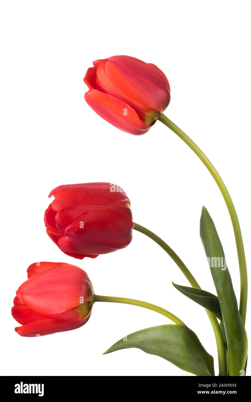 Pair of elegant tulips hi-res stock photography and images - Alamy