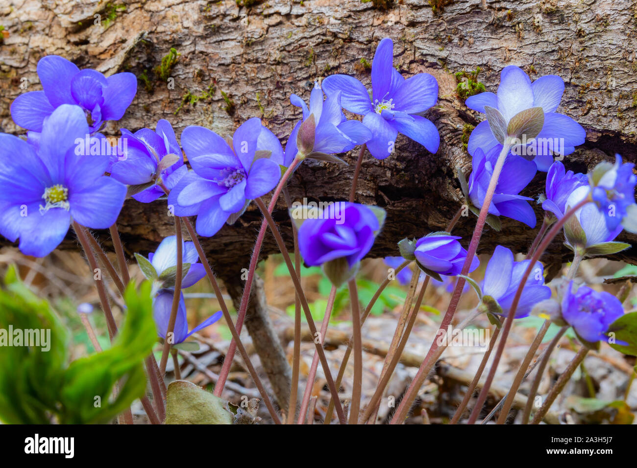 First spring blue flowers under a fallen tree in the forest Stock Photo ...