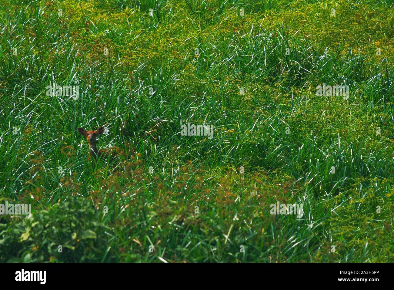 Cameroon, East, Lobeke National Park, Sitatunga (Tragelaphus spekii) is ...
