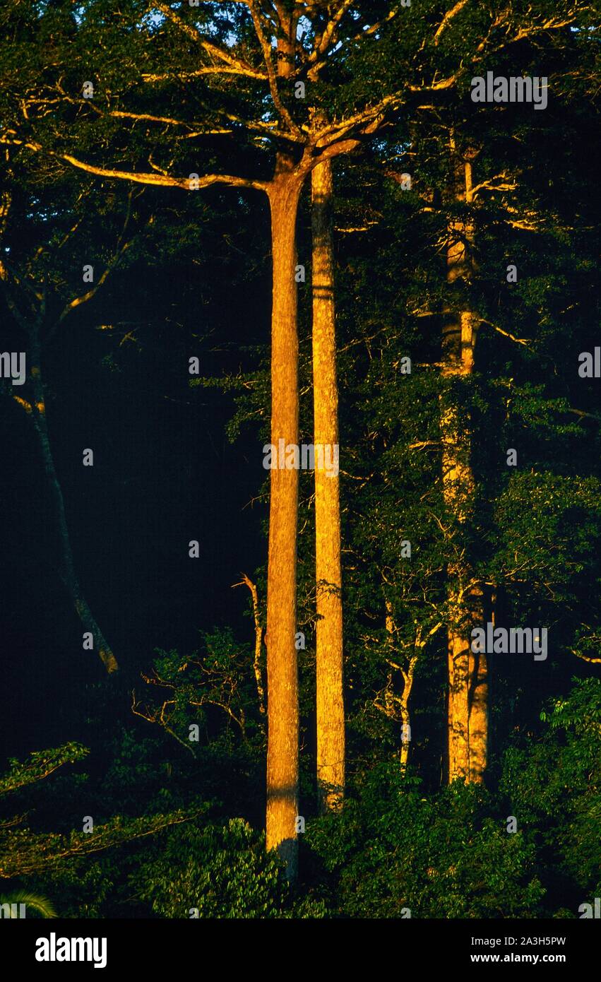 Lobeke national park hi-res stock photography and images - Alamy