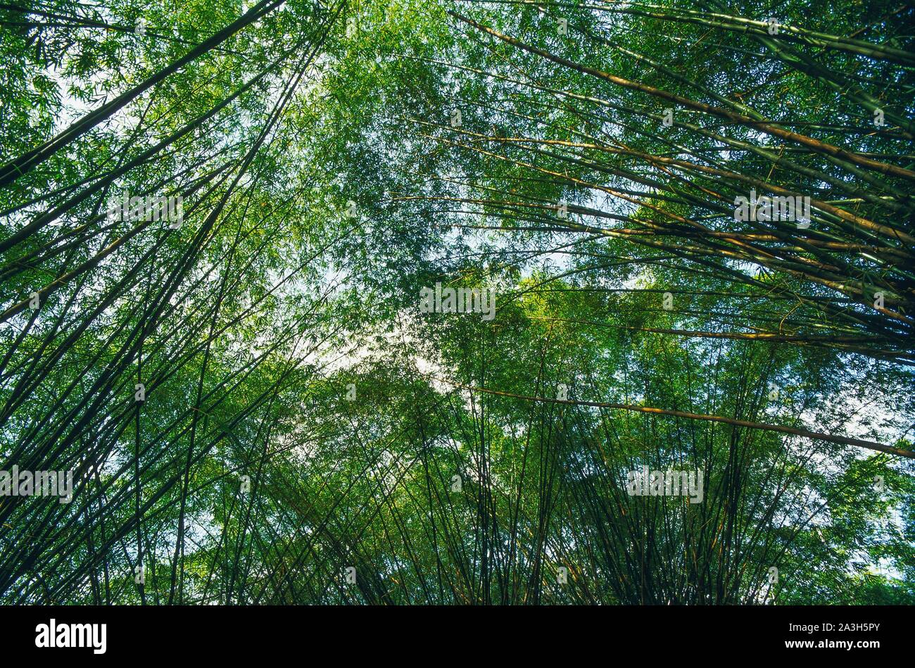 Lobeke National Park High Resolution Stock Photography and Images - Alamy