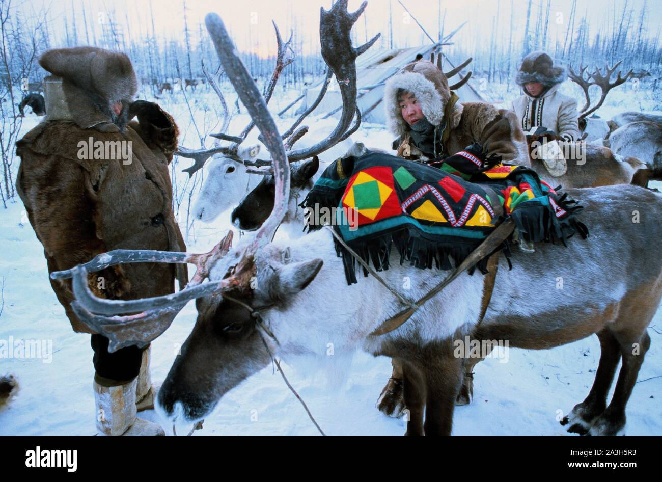 Dwelling of reindeer herders hi-res stock photography and images - Alamy