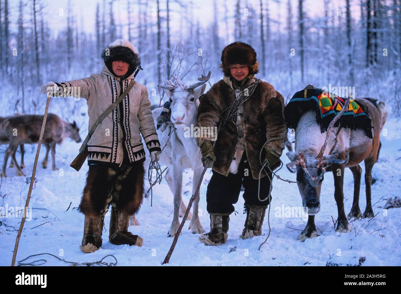 Russia, Sakha, the Evenks are nomadic reindeer herders of the taiga in ...