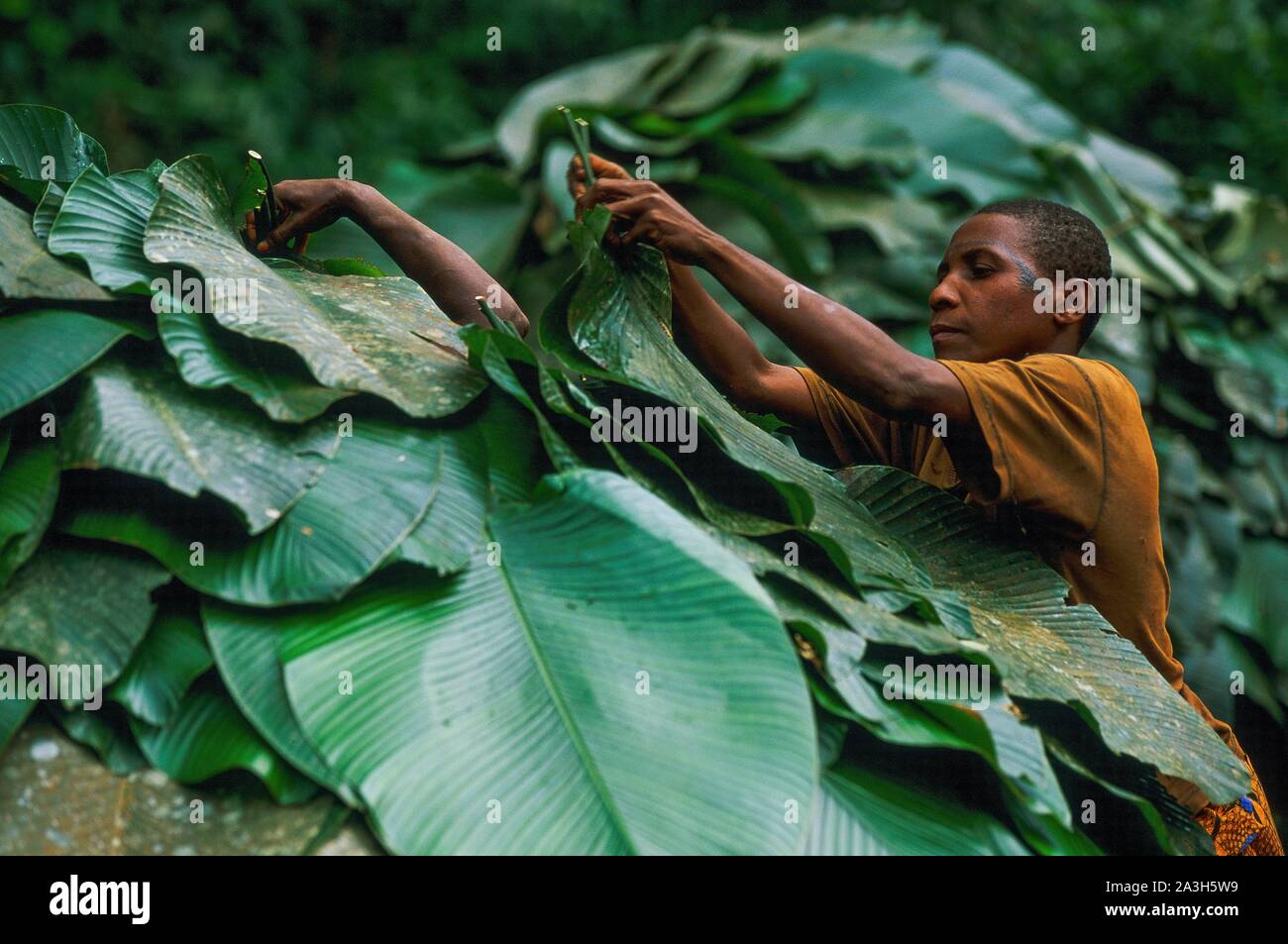 Congo, East, Lobeke, Baka pygmies groups build huts built with curved ...