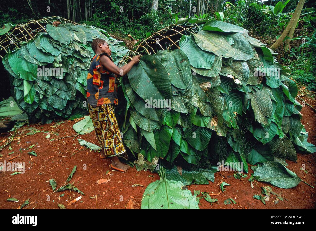 Congo, East, Lobeke, Baka pygmies groups build huts built with curved ...