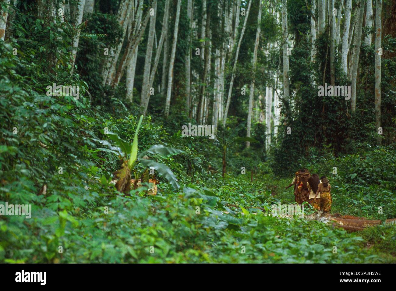 Baka tree hi-res stock photography and images - Alamy