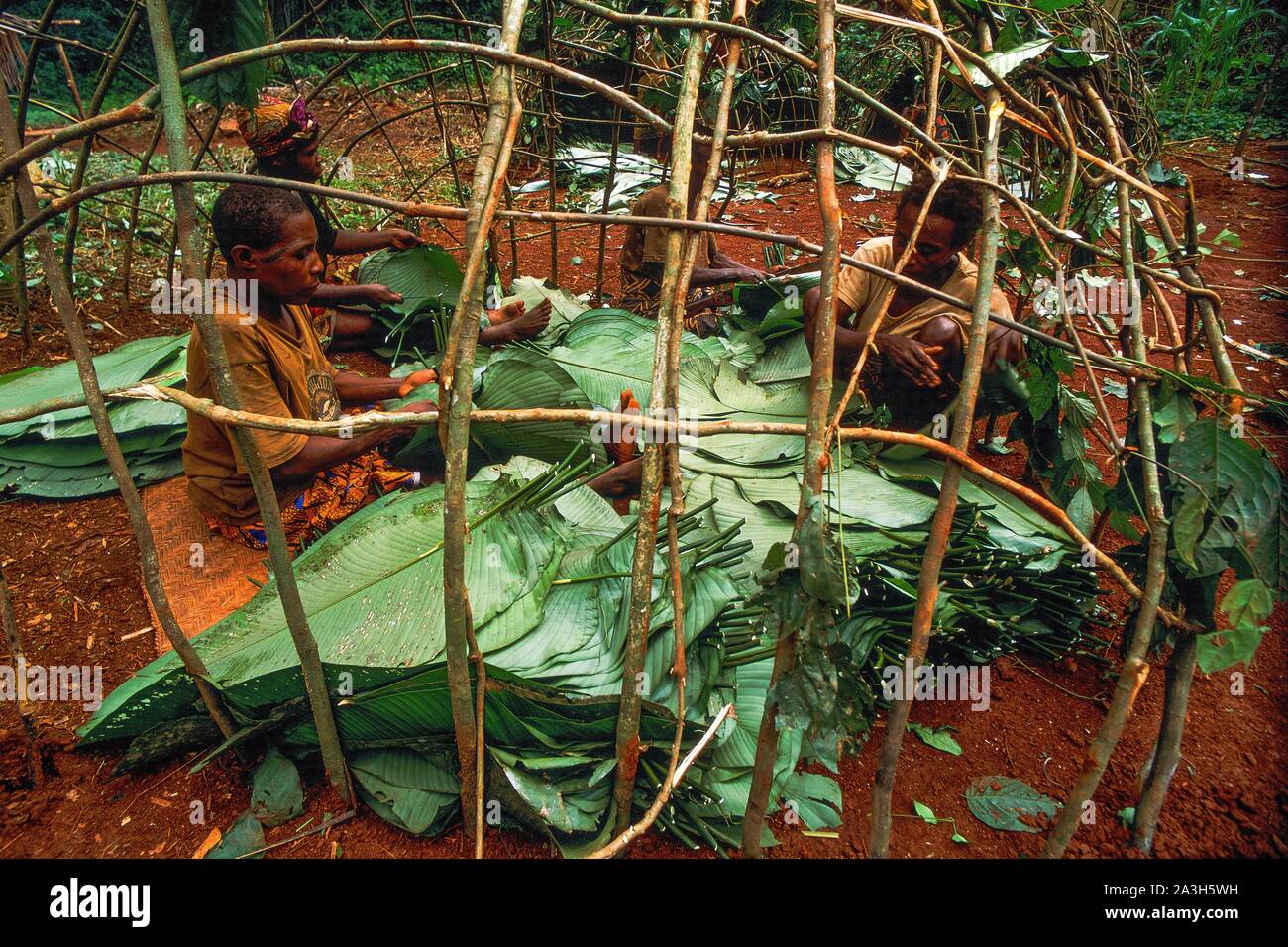 Congo, East, Lobeke, Baka pygmies groups build huts built with curved ...