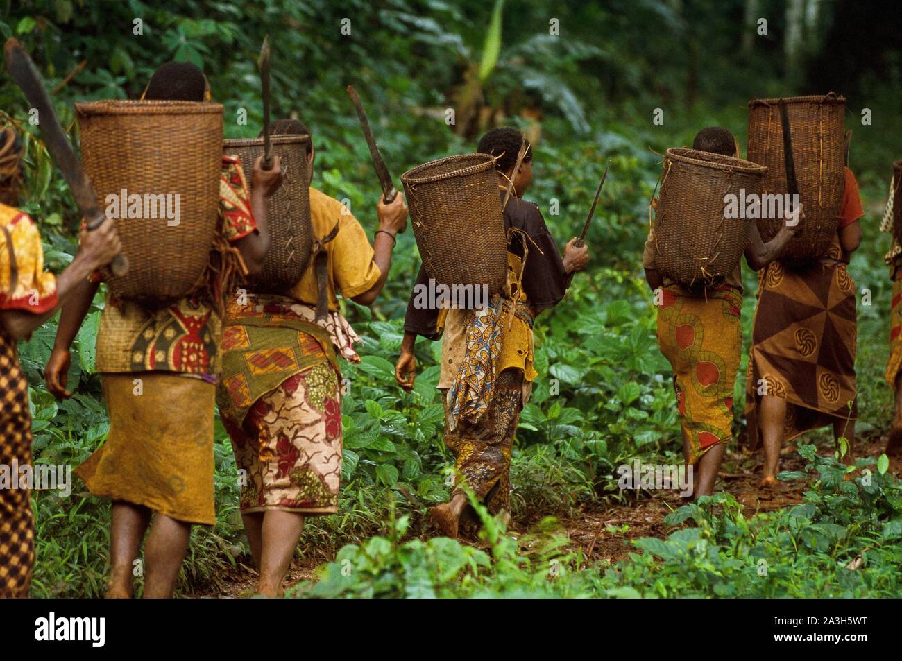 Baka tree hi-res stock photography and images - Alamy