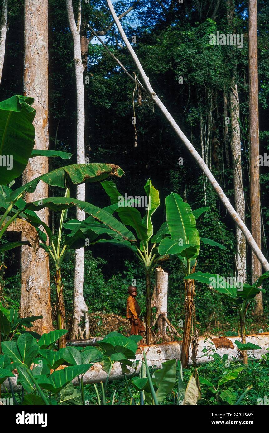 Baka tree hi-res stock photography and images - Alamy