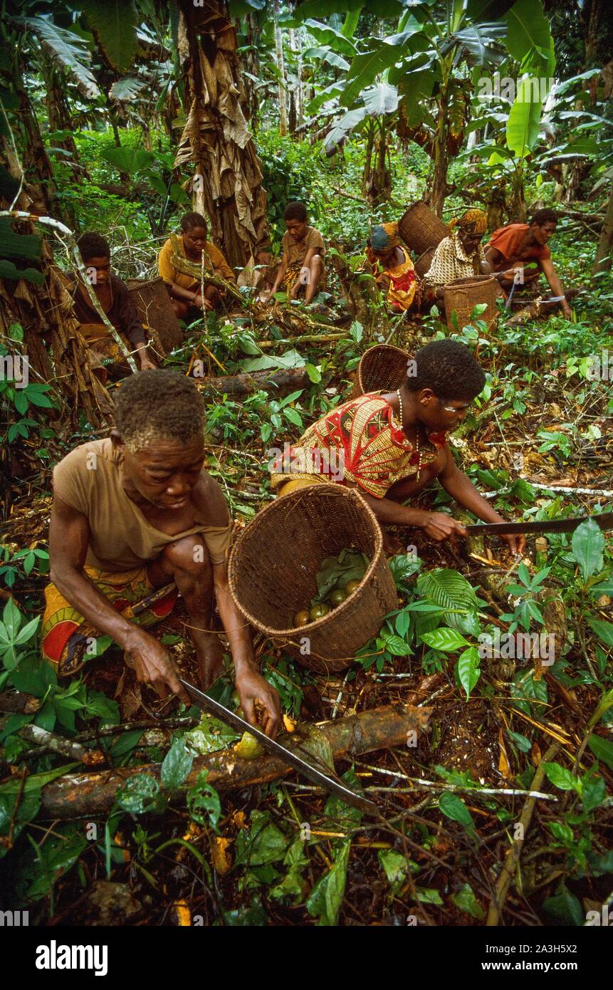 Baka tree hi-res stock photography and images - Alamy
