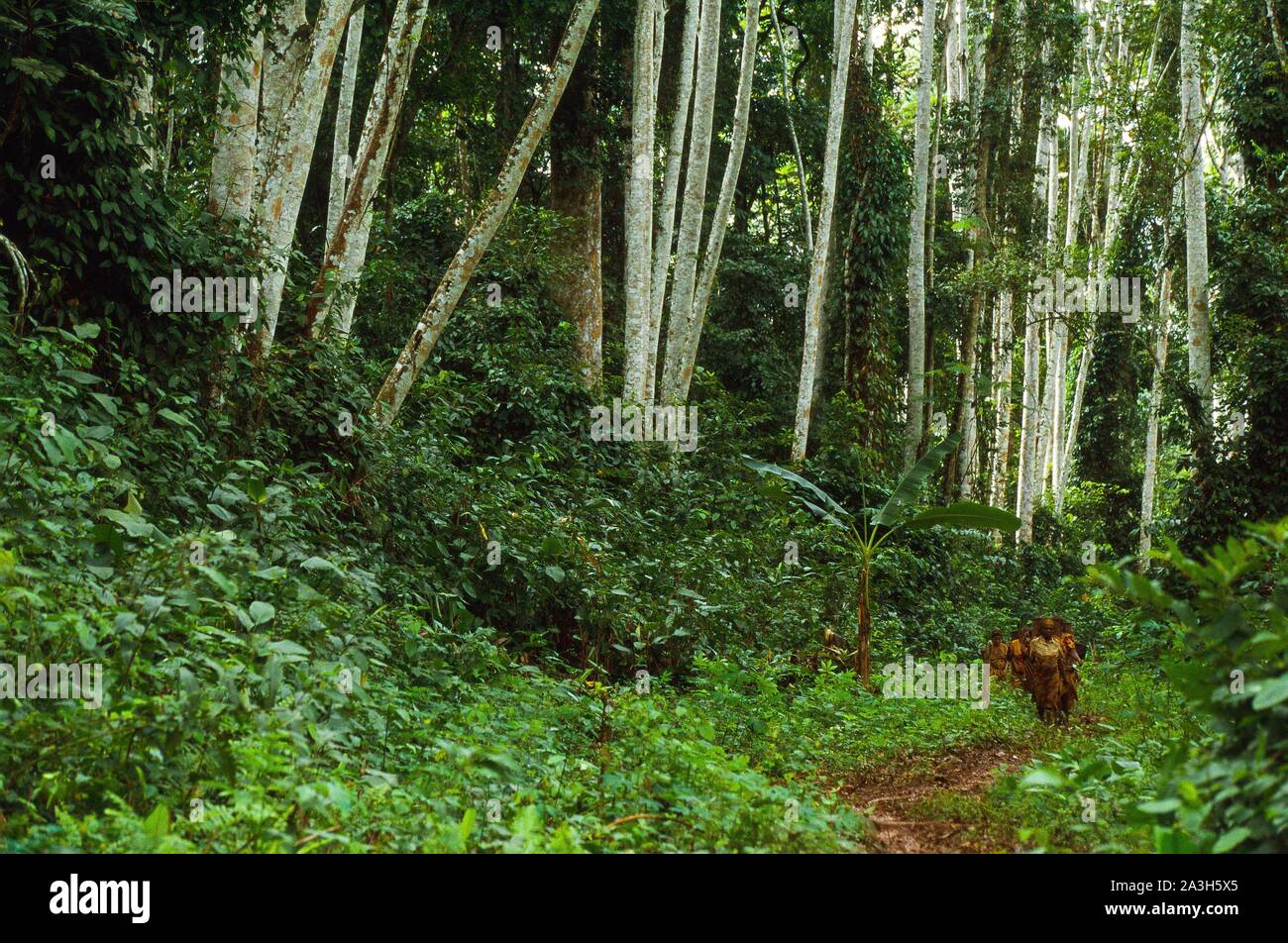 Baka tree hi-res stock photography and images - Alamy