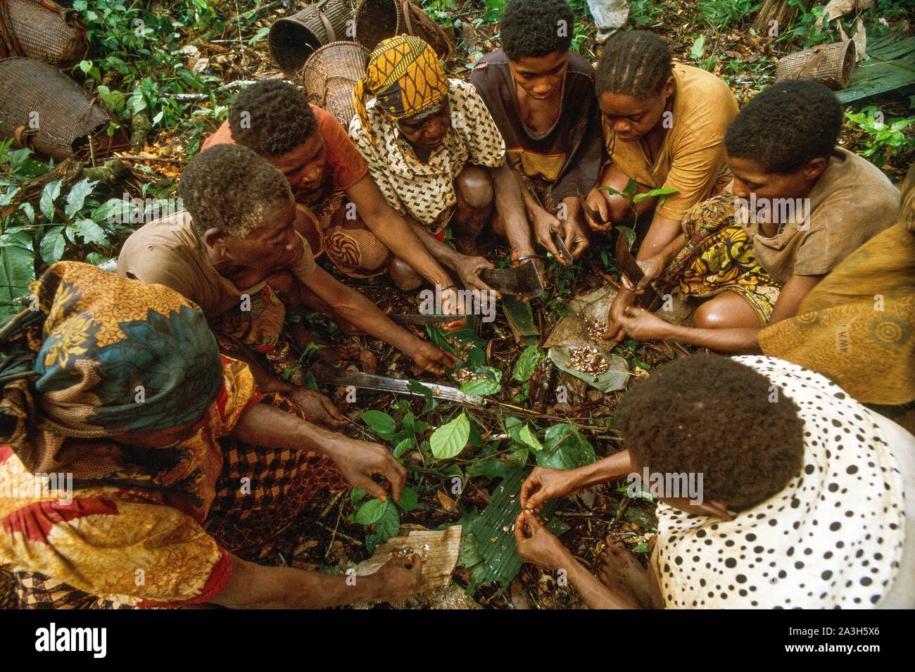 Baka tree hi-res stock photography and images - Alamy