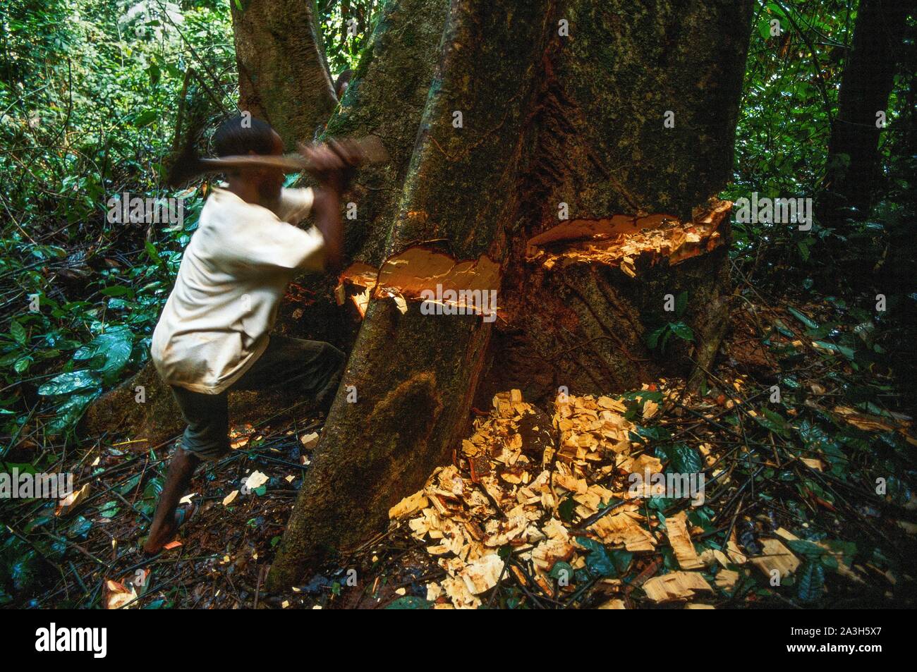 Baka tree hi-res stock photography and images - Alamy