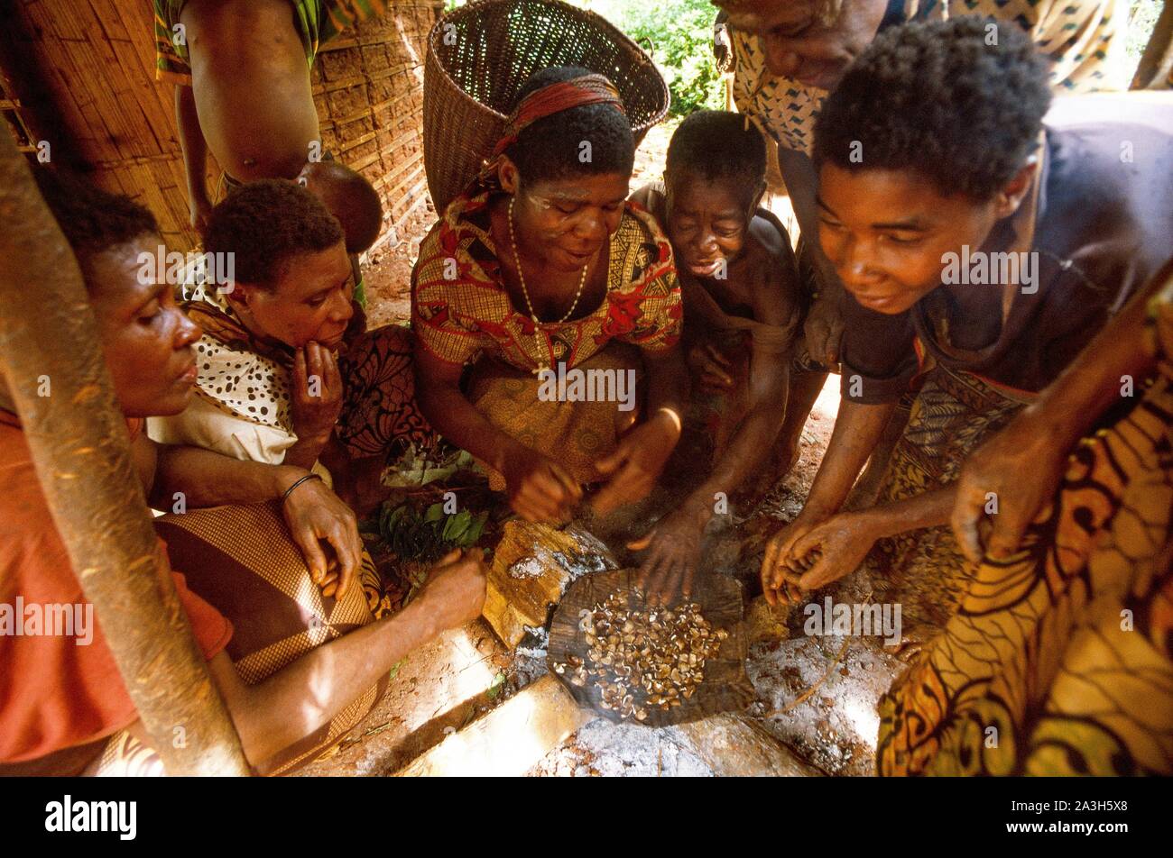 Congo, East, Lobeke, Baka women grow plants, such as plantains ...