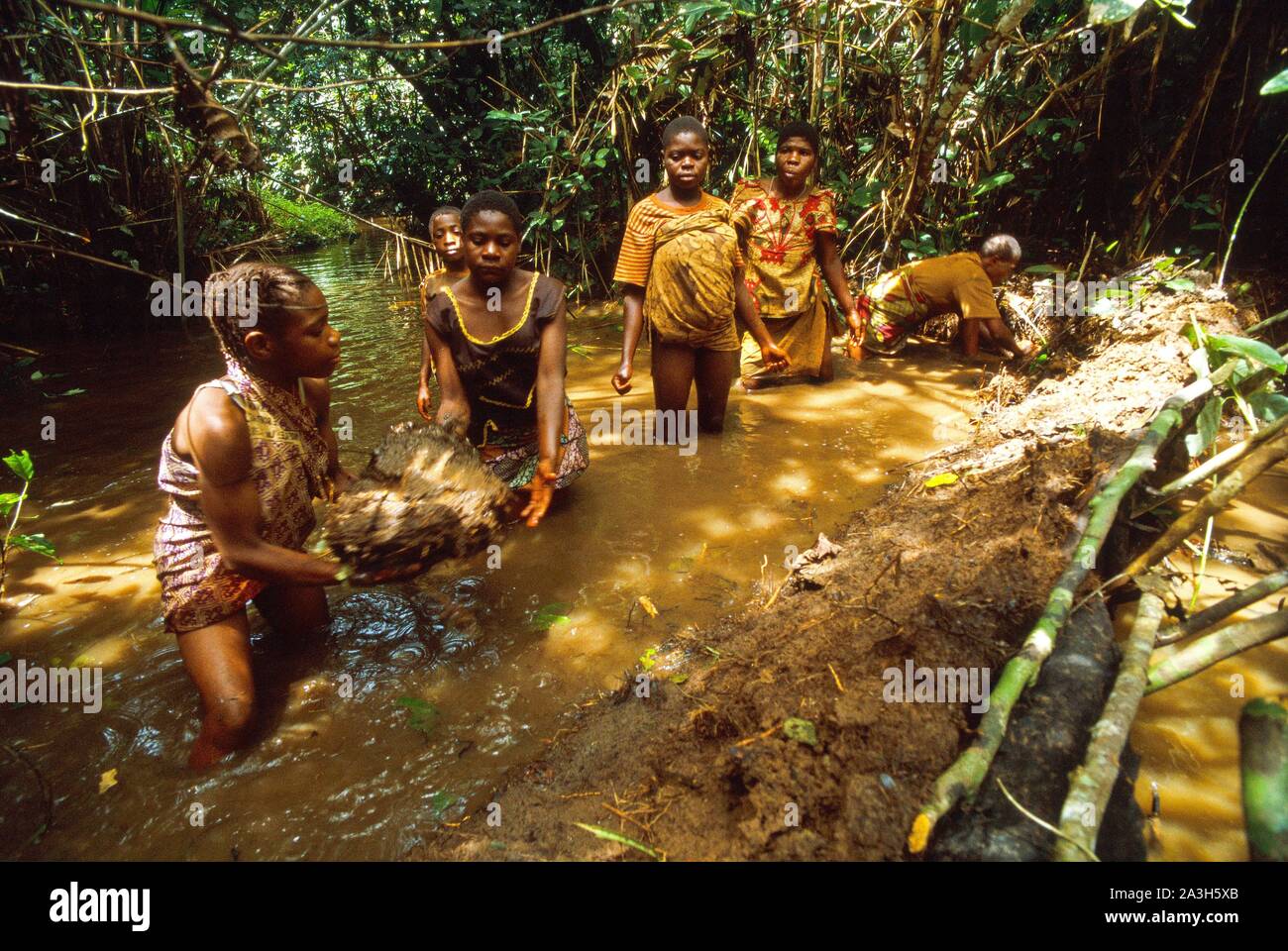 Baka tree hi-res stock photography and images - Alamy