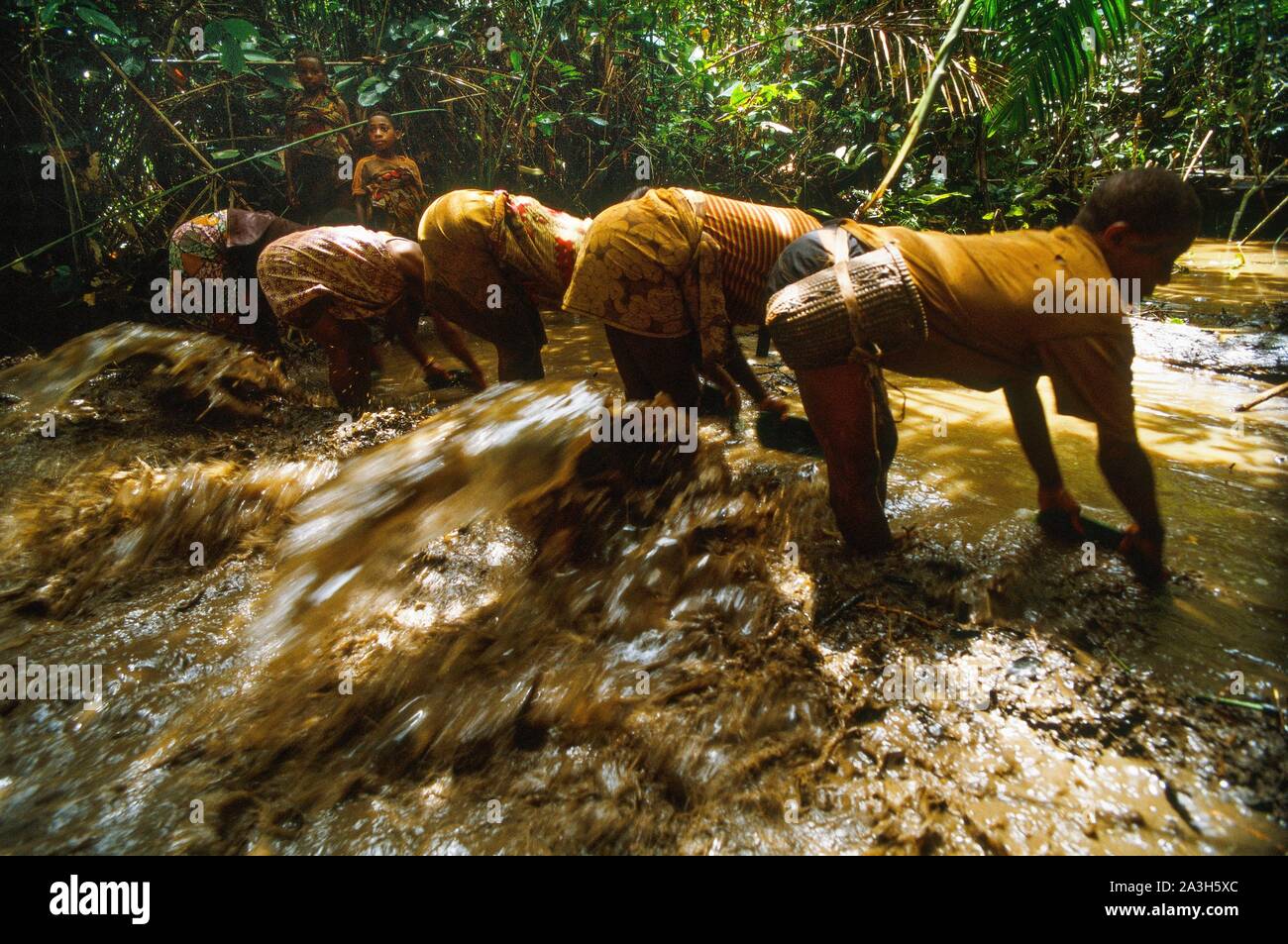 Congo, East, Lobeke, the fishing method, practiced by Baka women, is ...