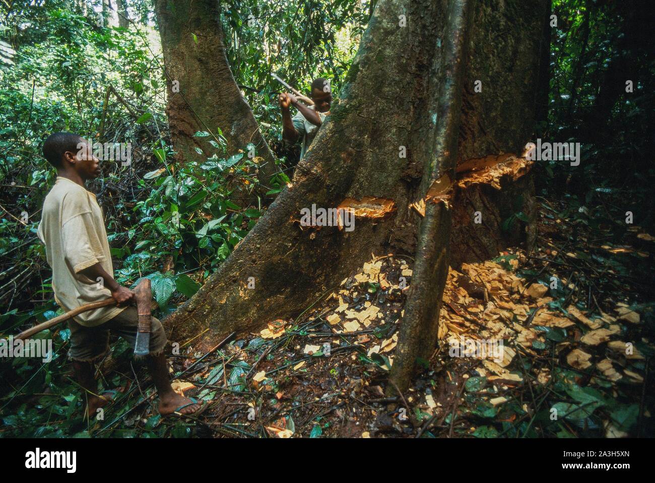 Baka tree hi-res stock photography and images - Alamy