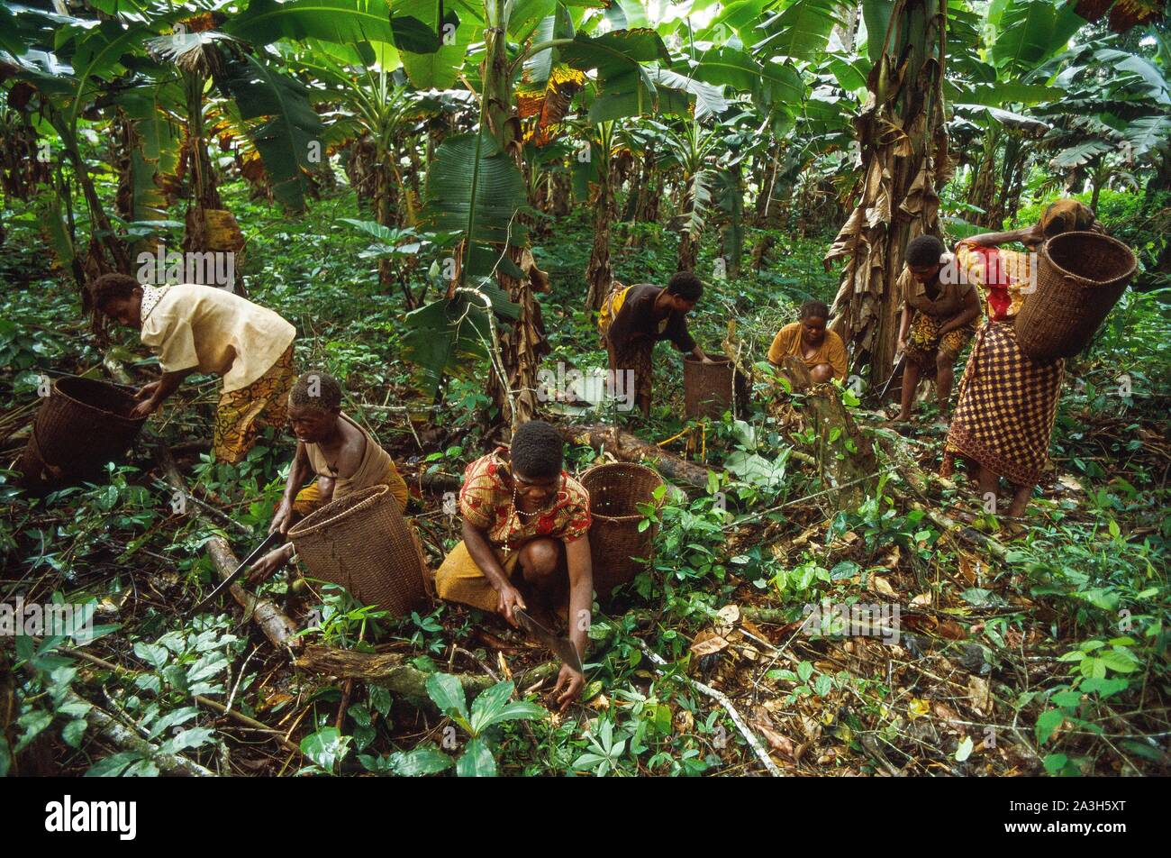 Congo, East, Lobeke, Baka women grow plants, such as plantains ...
