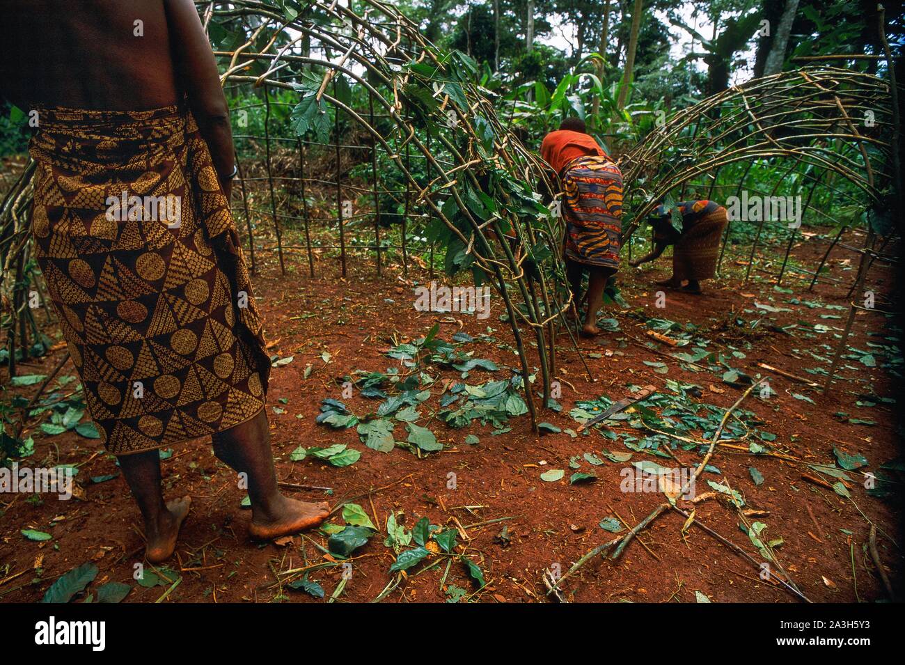 Congo, East, Lobeke, Baka pygmies groups build huts built with curved ...