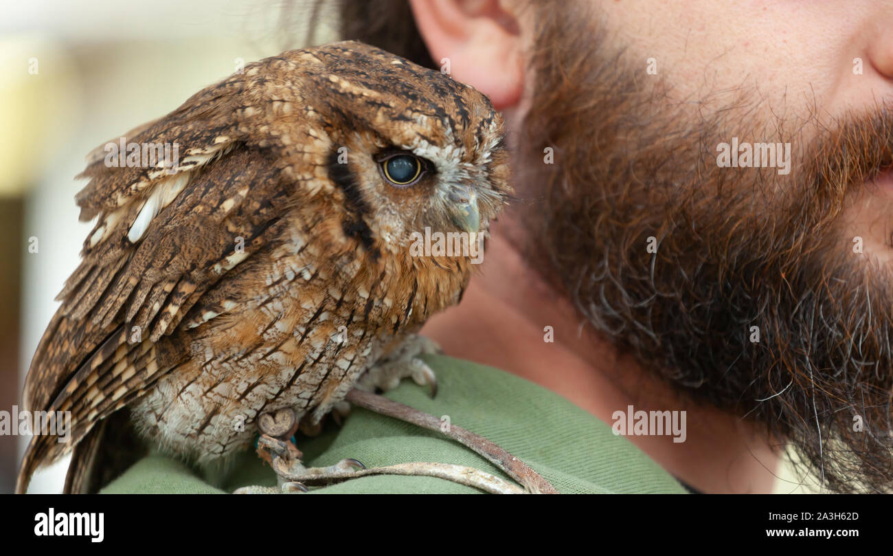 Bird trainer hi-res stock photography and images - Alamy