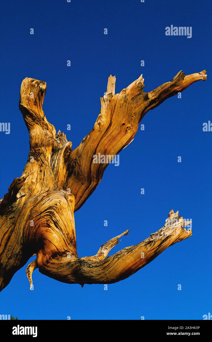 United States, Bristlecone pine (Pinus longaeva) is one of the longest ...