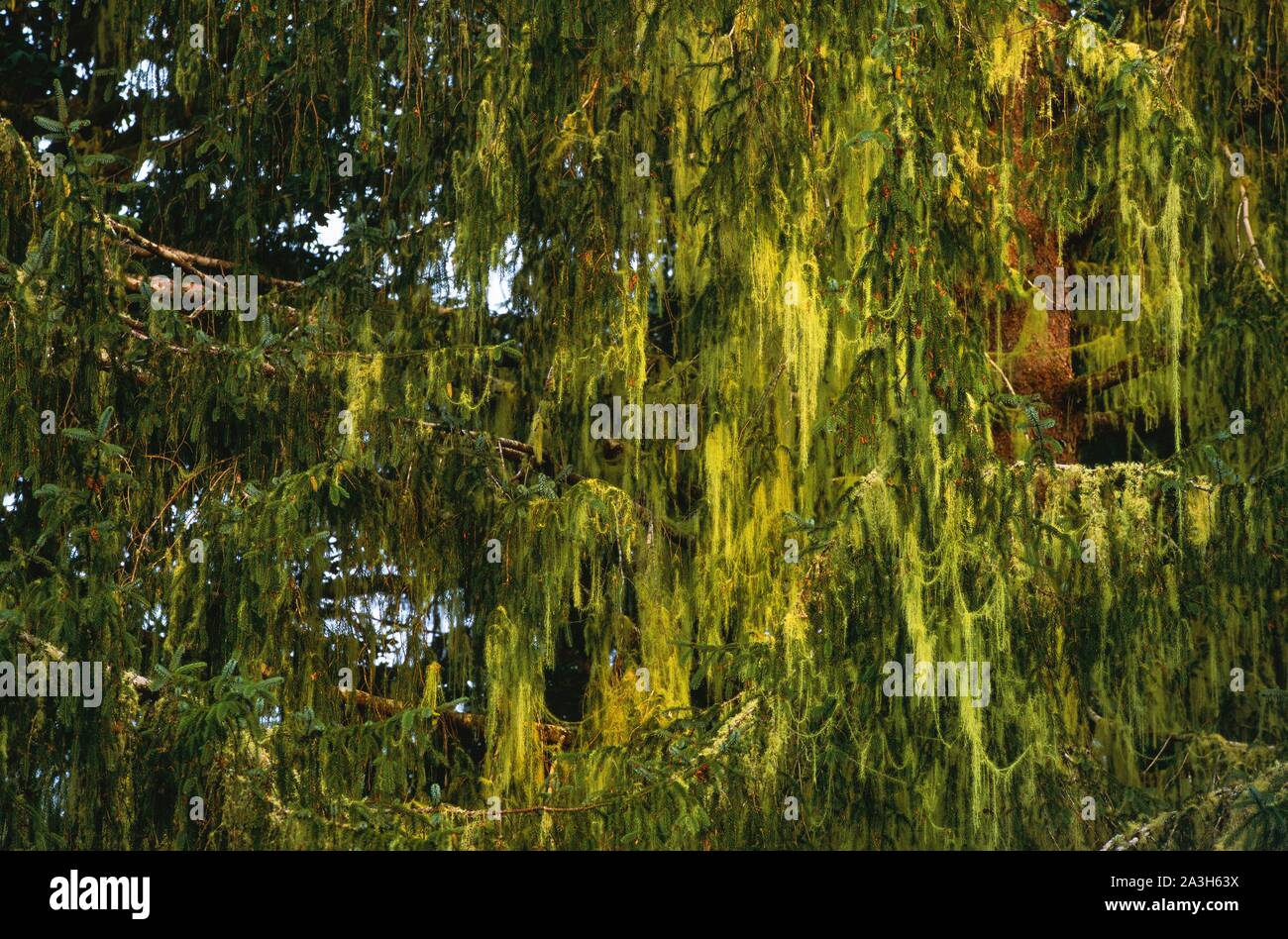 United States, Washington, Olympic National Park, Olympic National Park ...