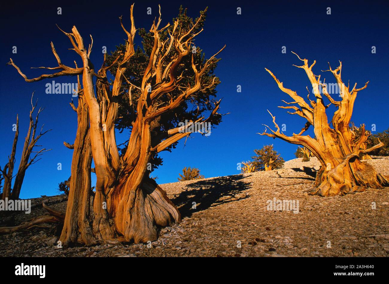 Longest trunk hi-res stock photography and images - Alamy