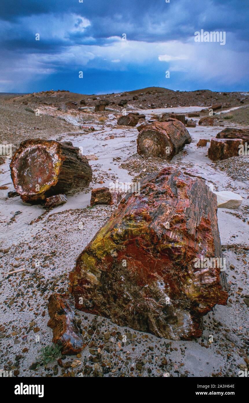 United States, Arizona, Petrified National Forest, Thousands of ...