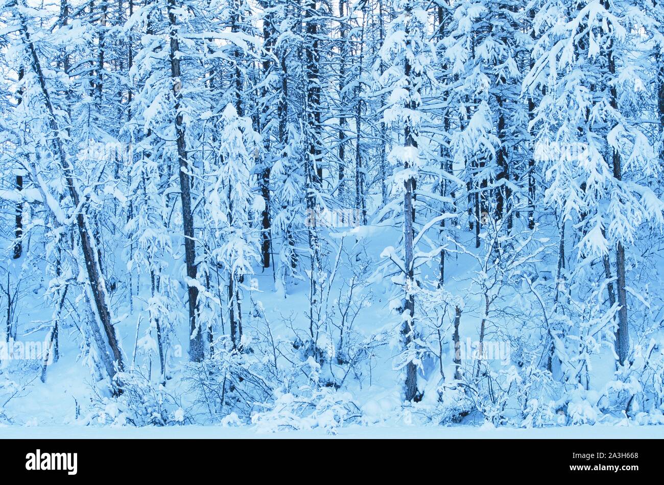 Taiga siberia hi-res stock photography and images - Alamy