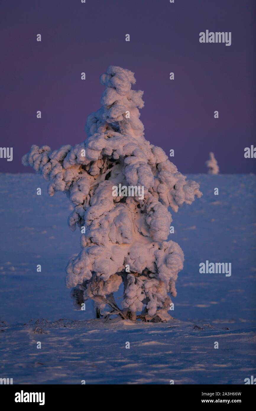 Finnish fir tree hi-res stock photography and images - Alamy