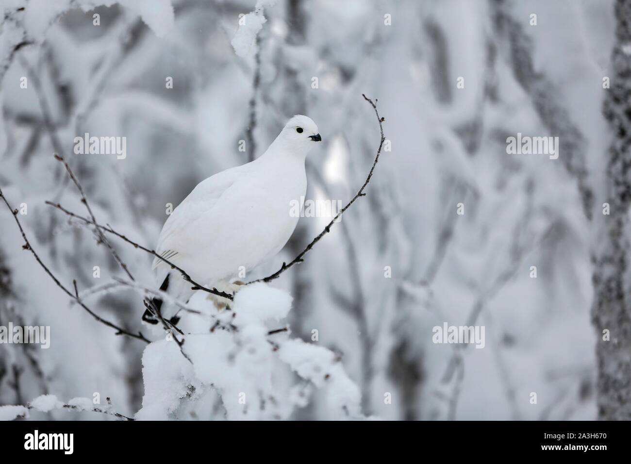 Lapland bird hi-res stock photography and images - Alamy