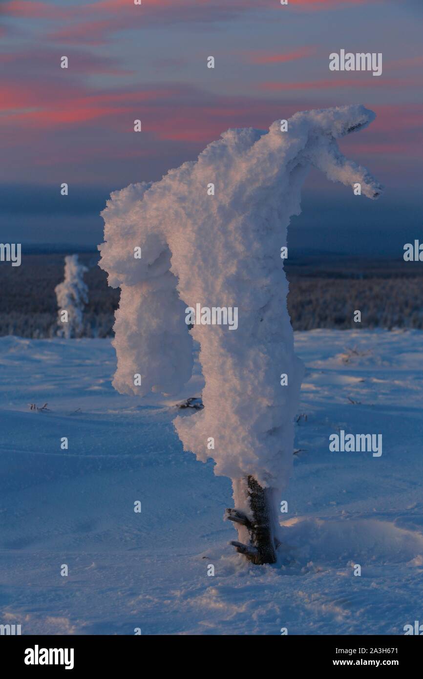 Finland, Lapland, Inari, the Boreal Forest covers more than 70% of the Finnish territory Stock ...