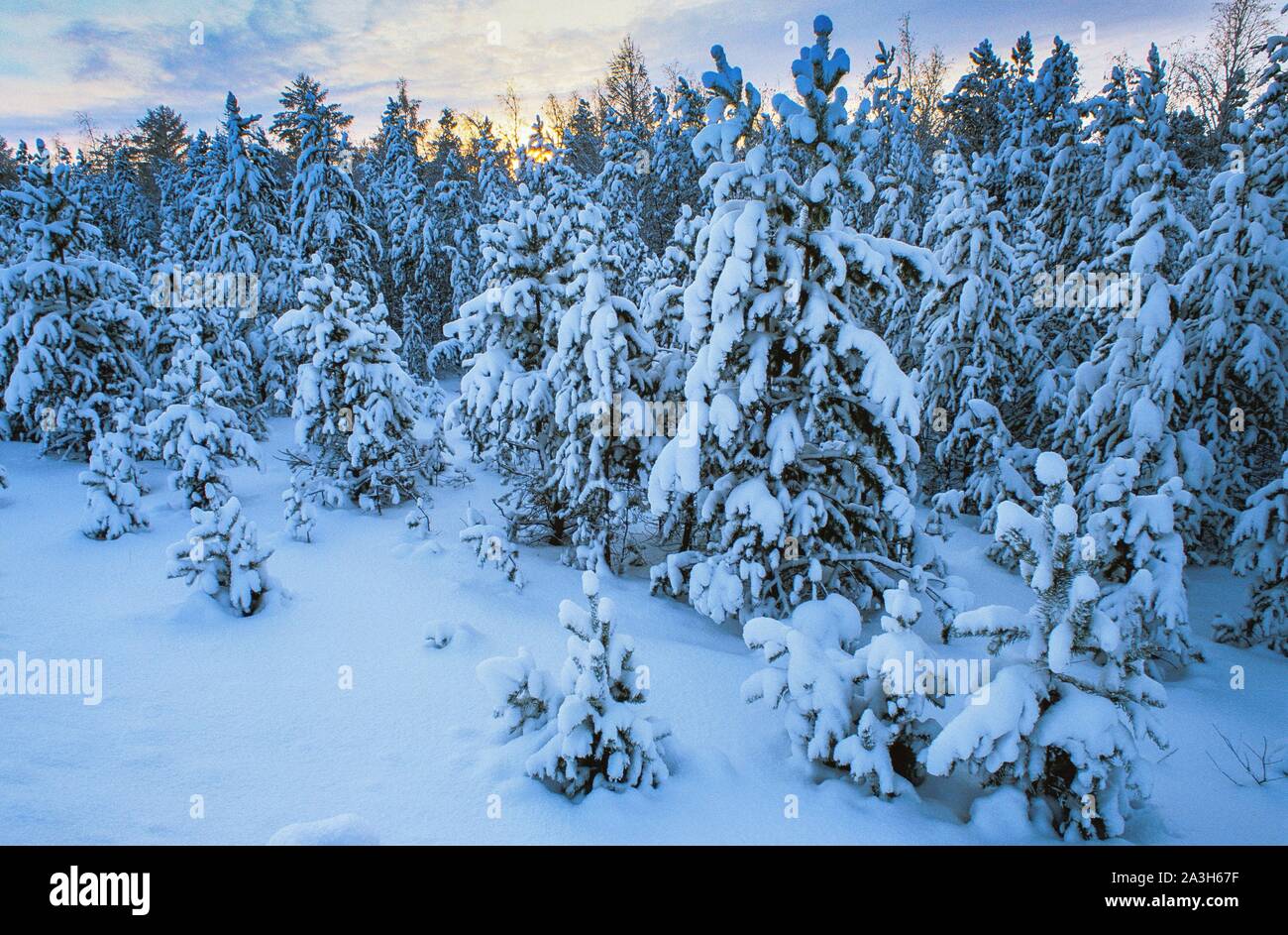 Russia, Sakha region, Siberia, Taiga stretching to Eurasia, 6000 km ...