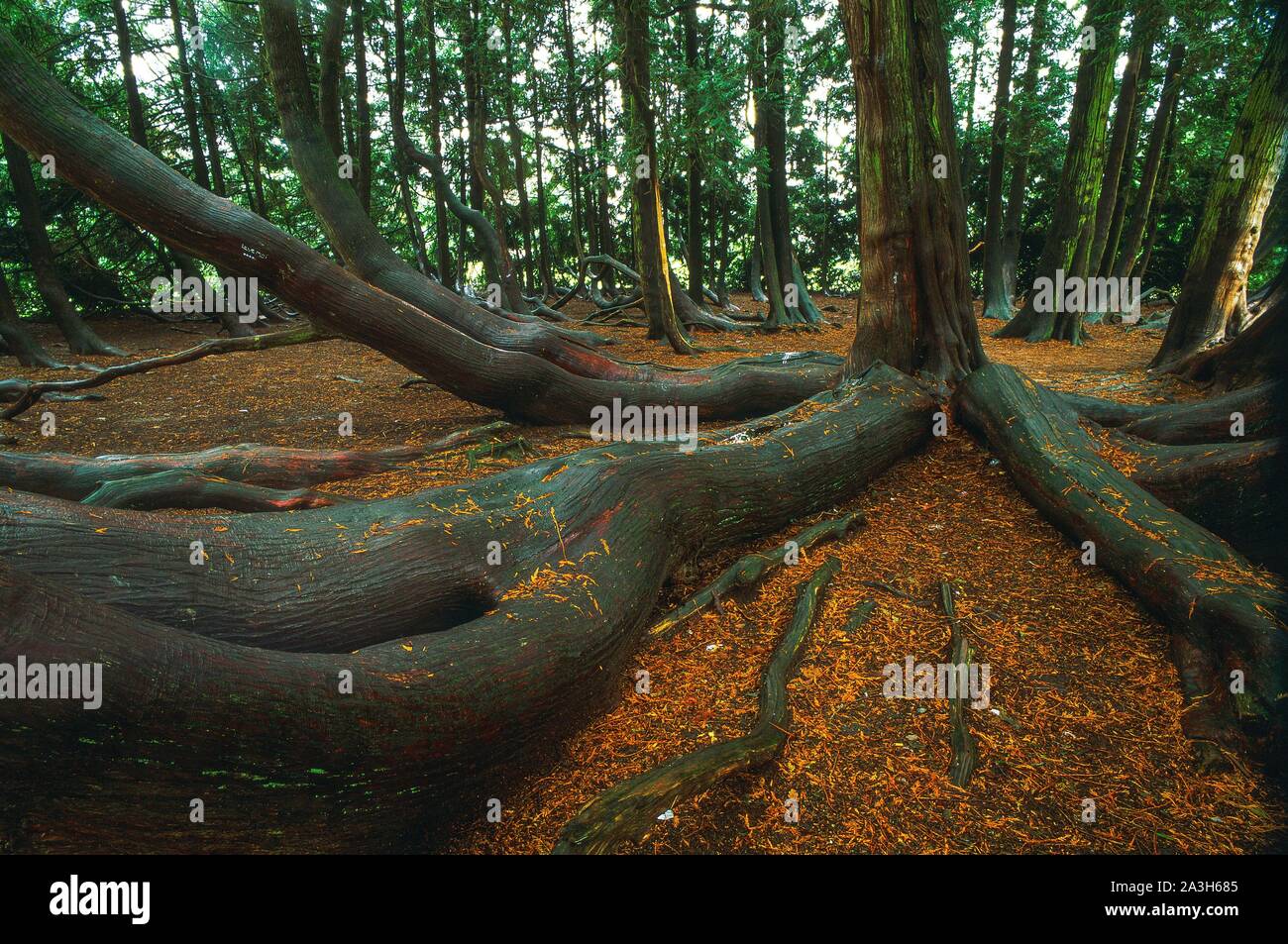 France, Brittany, Vitr?, France, Brittany, Ille et Vilaine, Vitr?, in ...