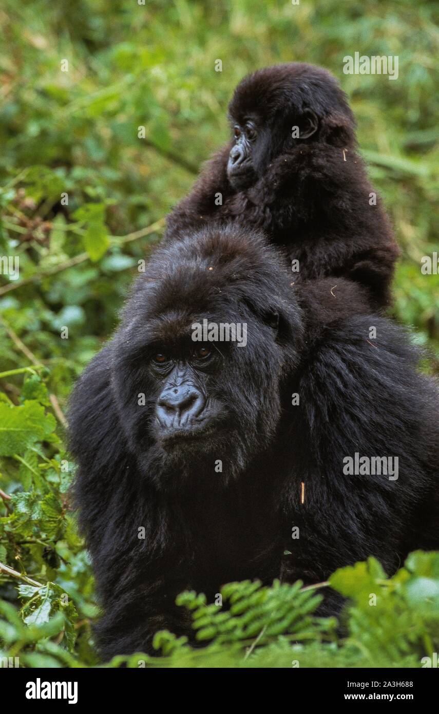 Rwanda, Northern Province, Volcanoes National Park, the mountain ...