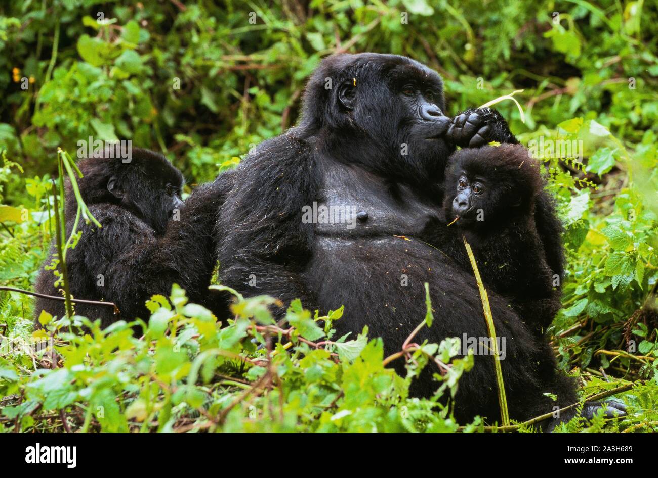 Rwanda, Northern Province, Volcanoes National Park, the mountain ...