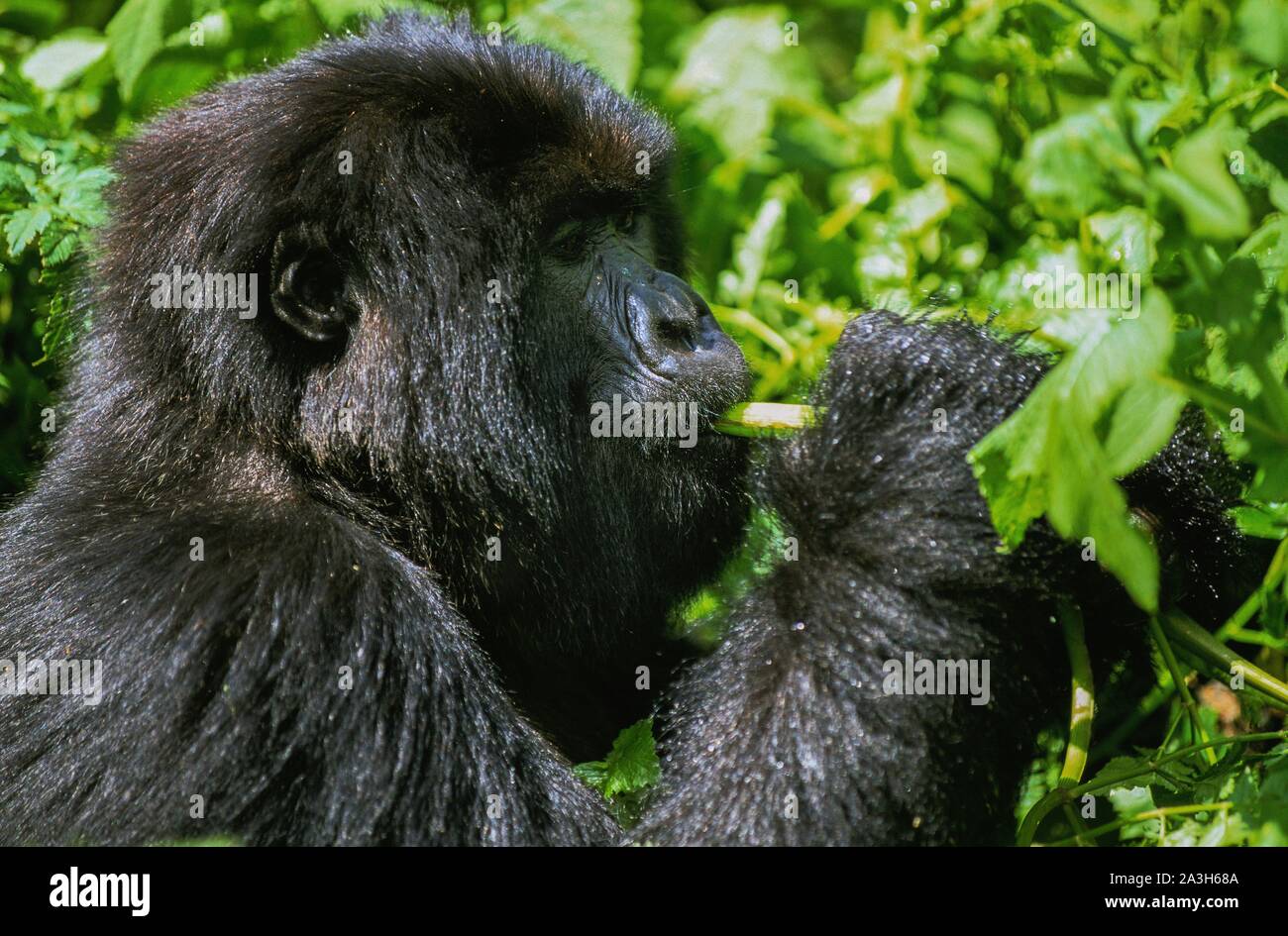 Rwanda, Northern Province, Volcanoes National Park, the mountain ...