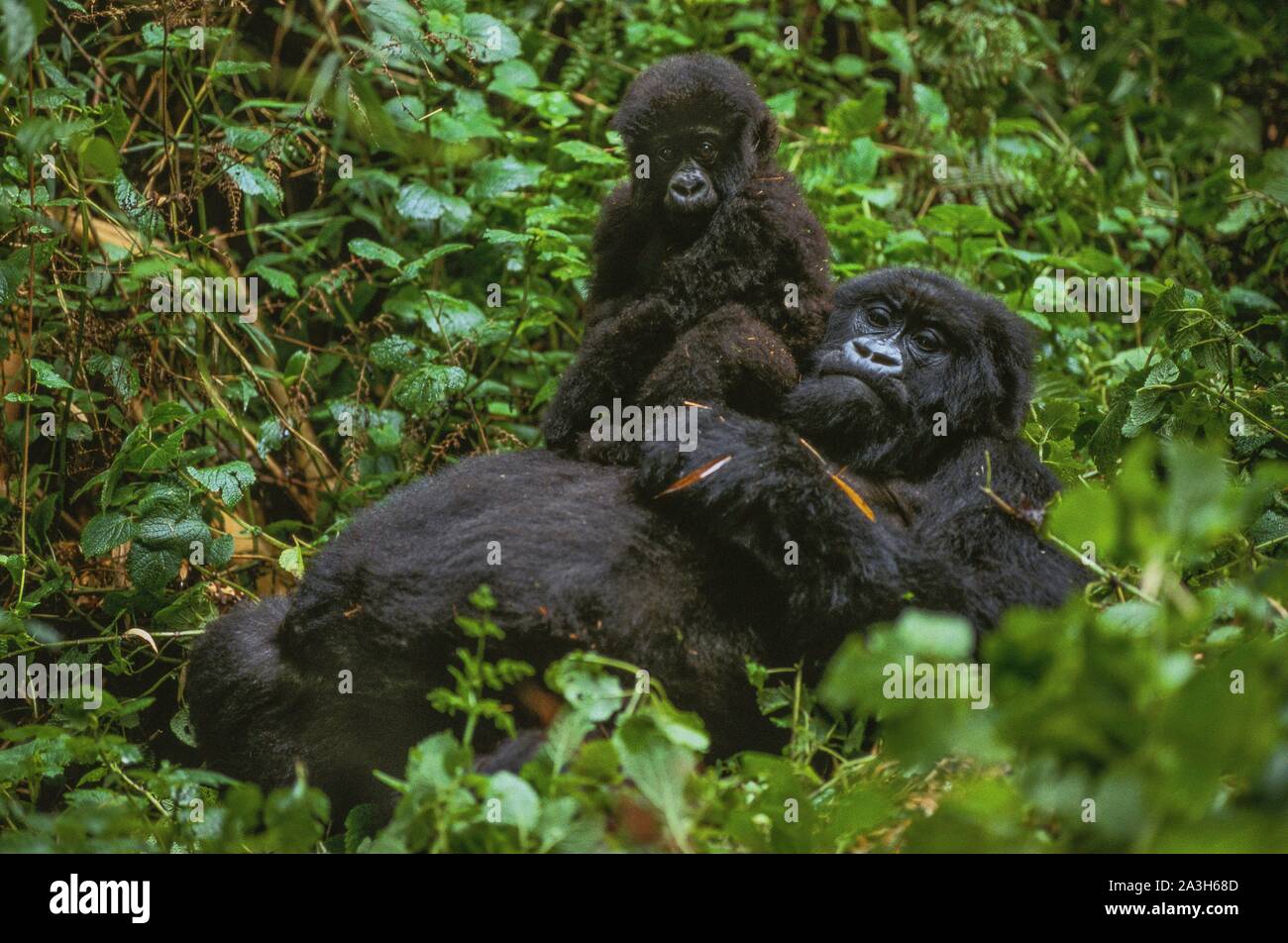 Rwanda, Northern Province, Volcanoes National Park, the mountain ...