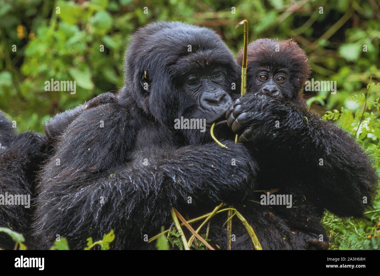 Rwanda, Northern Province, Volcanoes National Park, the mountain ...