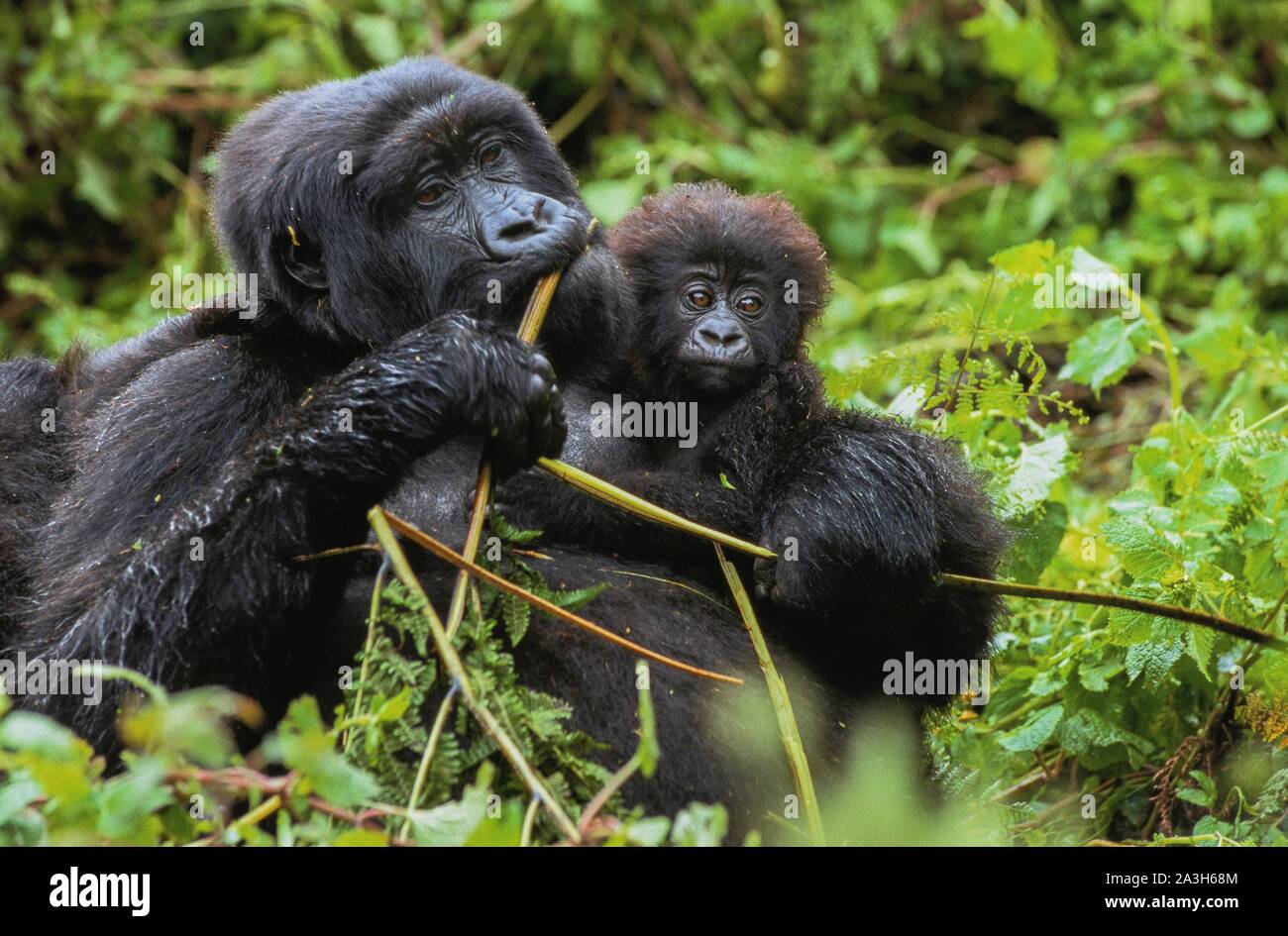 Rwanda, Northern Province, Volcanoes National Park, the mountain ...