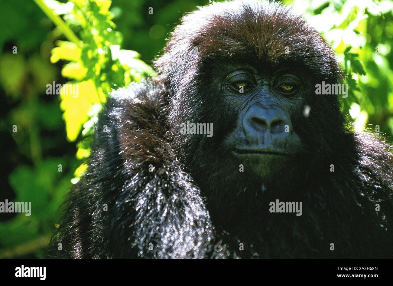 Silverback gorilla teeth hi-res stock photography and images - Alamy