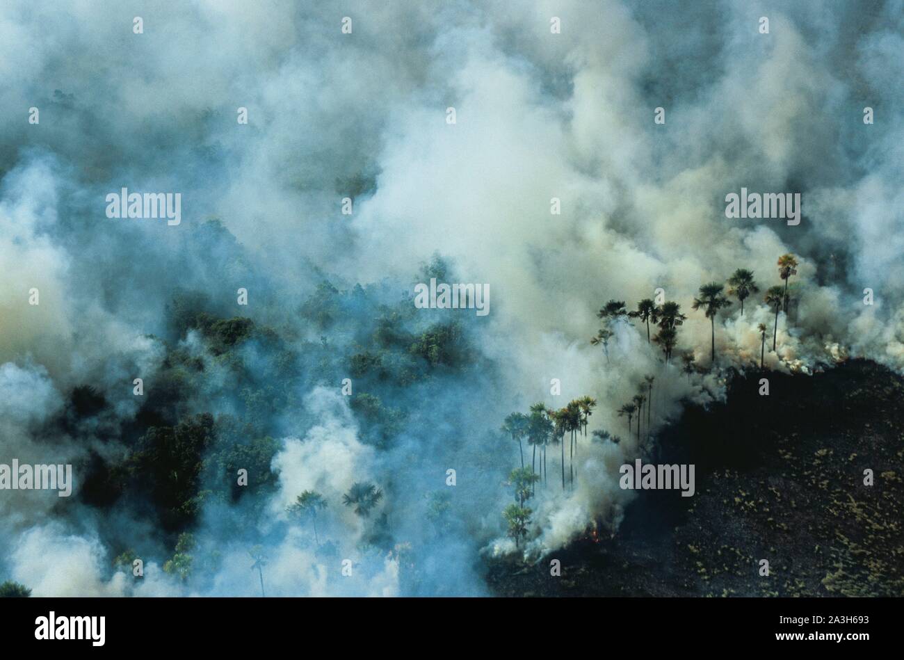 Deforestation aerial view cattle hi-res stock photography and images ...