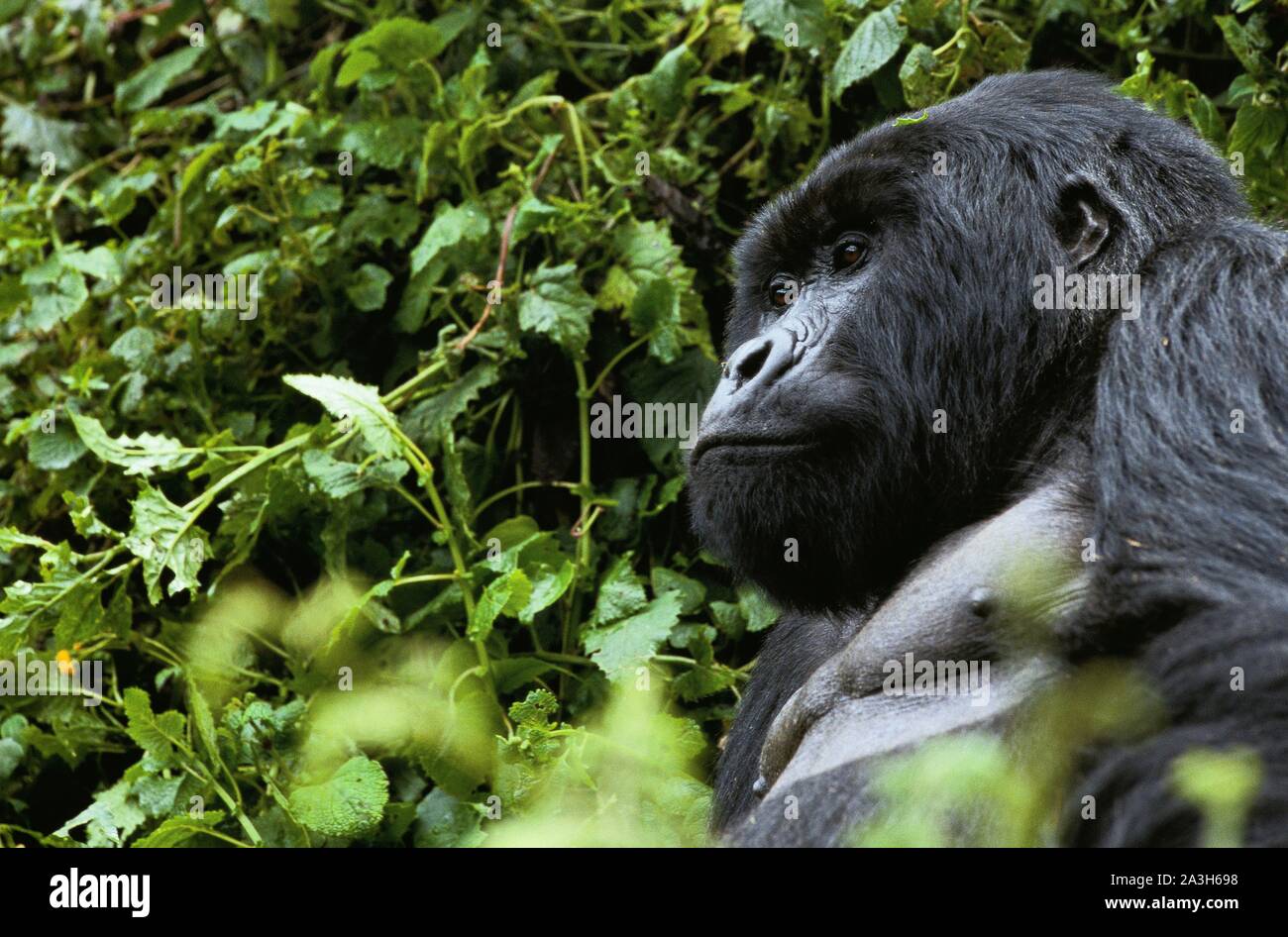 Rwanda, Northern Province, Volcanoes National Park, the mountain ...